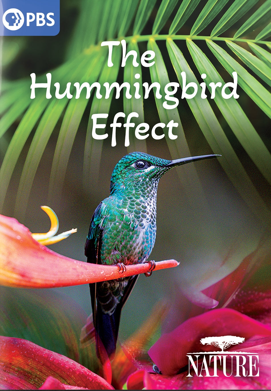 Nature: The Hummingbird Effect – MovieMars